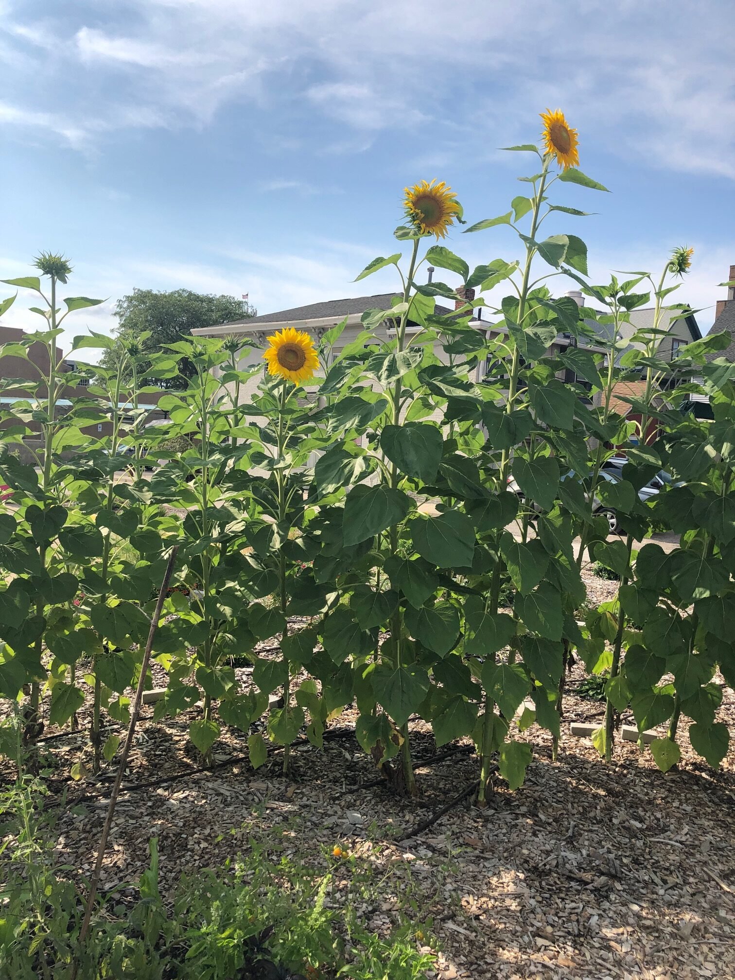 A2C2 Home - Ann Arbor Community Commons